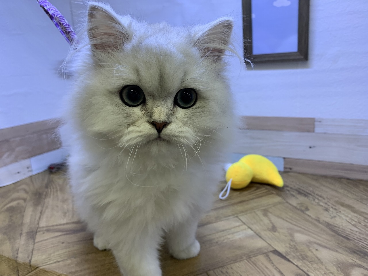 【猫】ペルシャ(2110465) | 京都 ペットショップ ノアズアーク