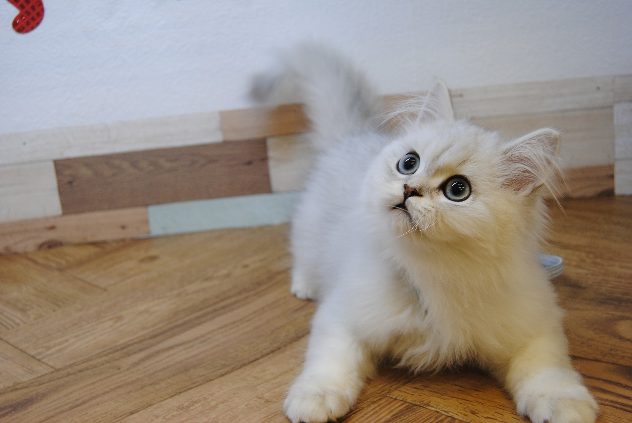 【猫】ペルシャ(2110465) | 京都 ペットショップ ノアズアーク