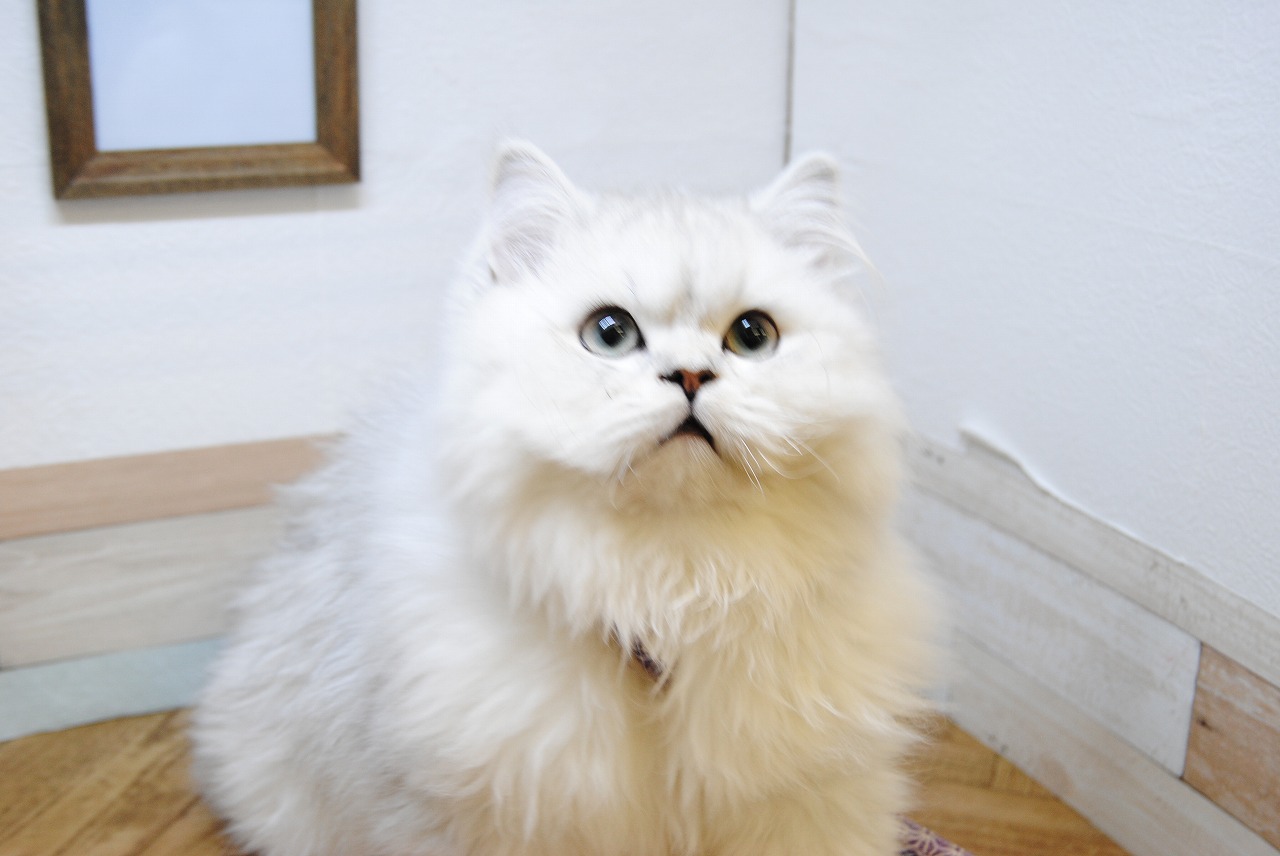 【猫】ペルシャ(2110465) | 京都 ペットショップ ノアズアーク