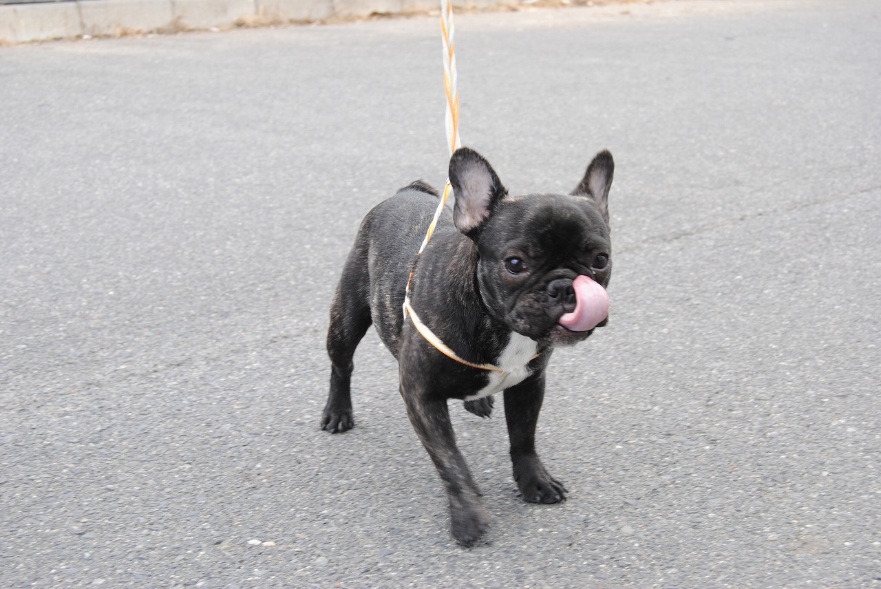 【小型犬】フレンチブルドッグ(2110464) | 京都 ペットショップ ノアズアーク