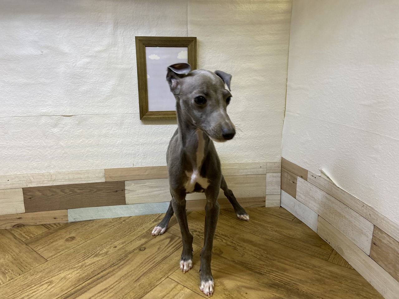 イタグレ 9.9詳細｜ペットショップNOAH'S ARK（ノアズアーク）