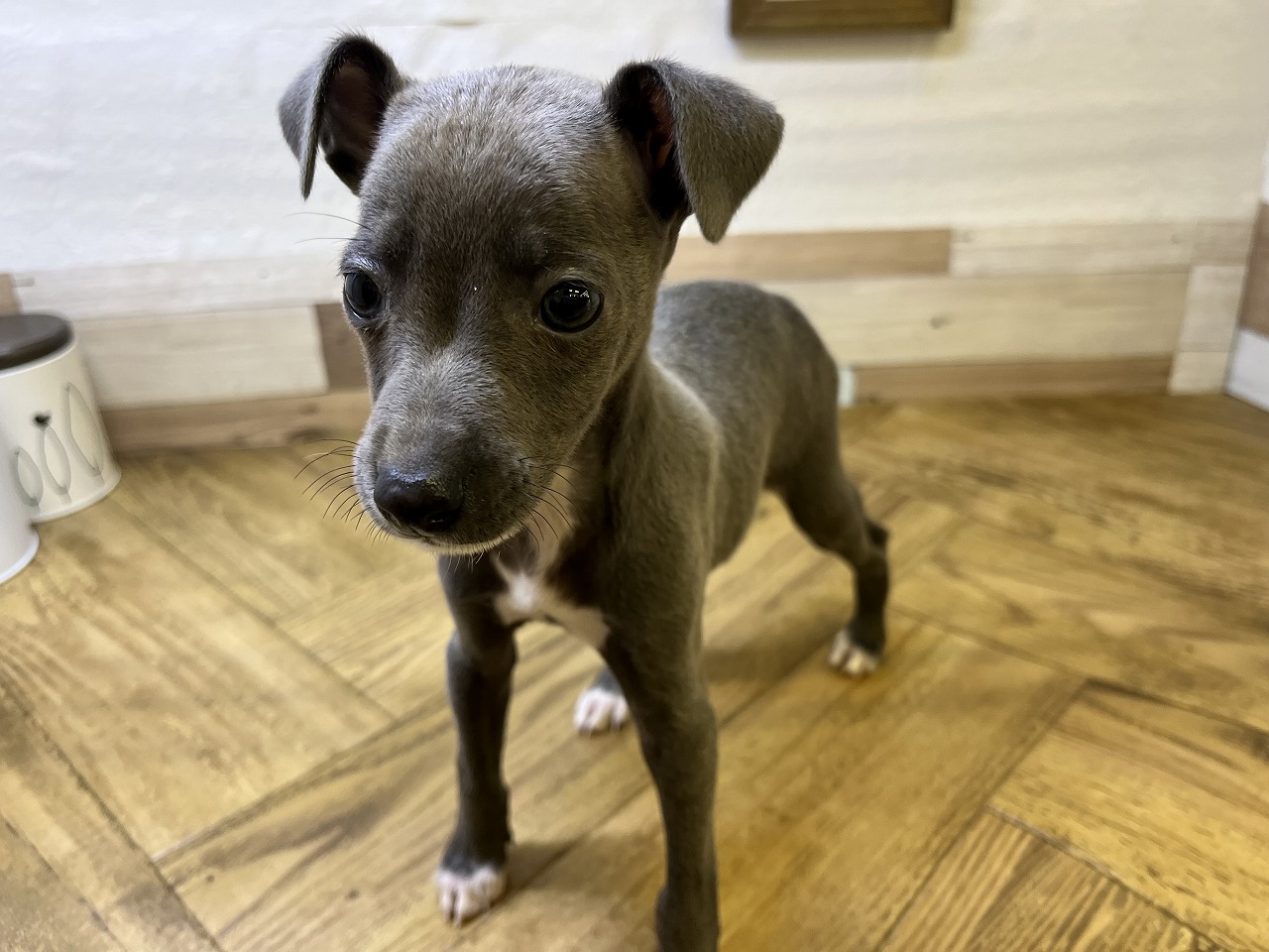 イタグレ 9.9詳細｜ペットショップNOAH'S ARK（ノアズアーク）