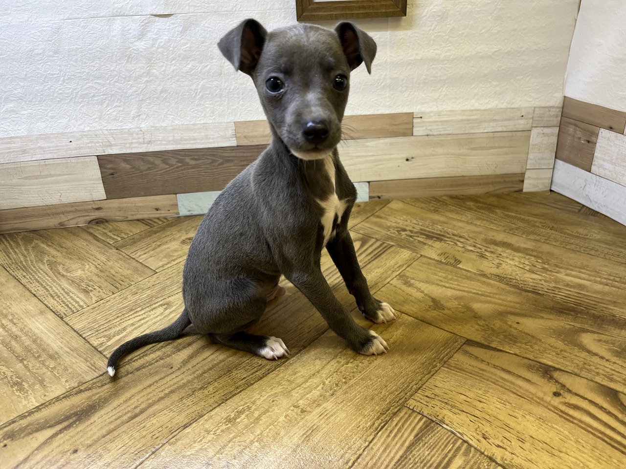 イタグレ 9.9詳細｜ペットショップNOAH'S ARK（ノアズアーク）