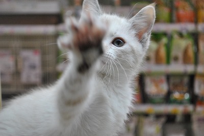 マンチカン詳細｜ペットショップNOAH'S ARK（ノアズアーク）