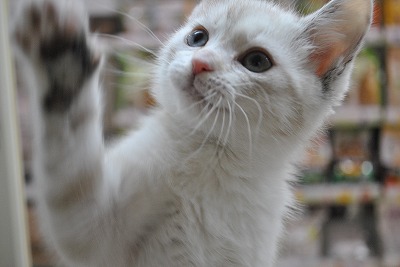 マンチカン詳細｜ペットショップNOAH'S ARK（ノアズアーク）