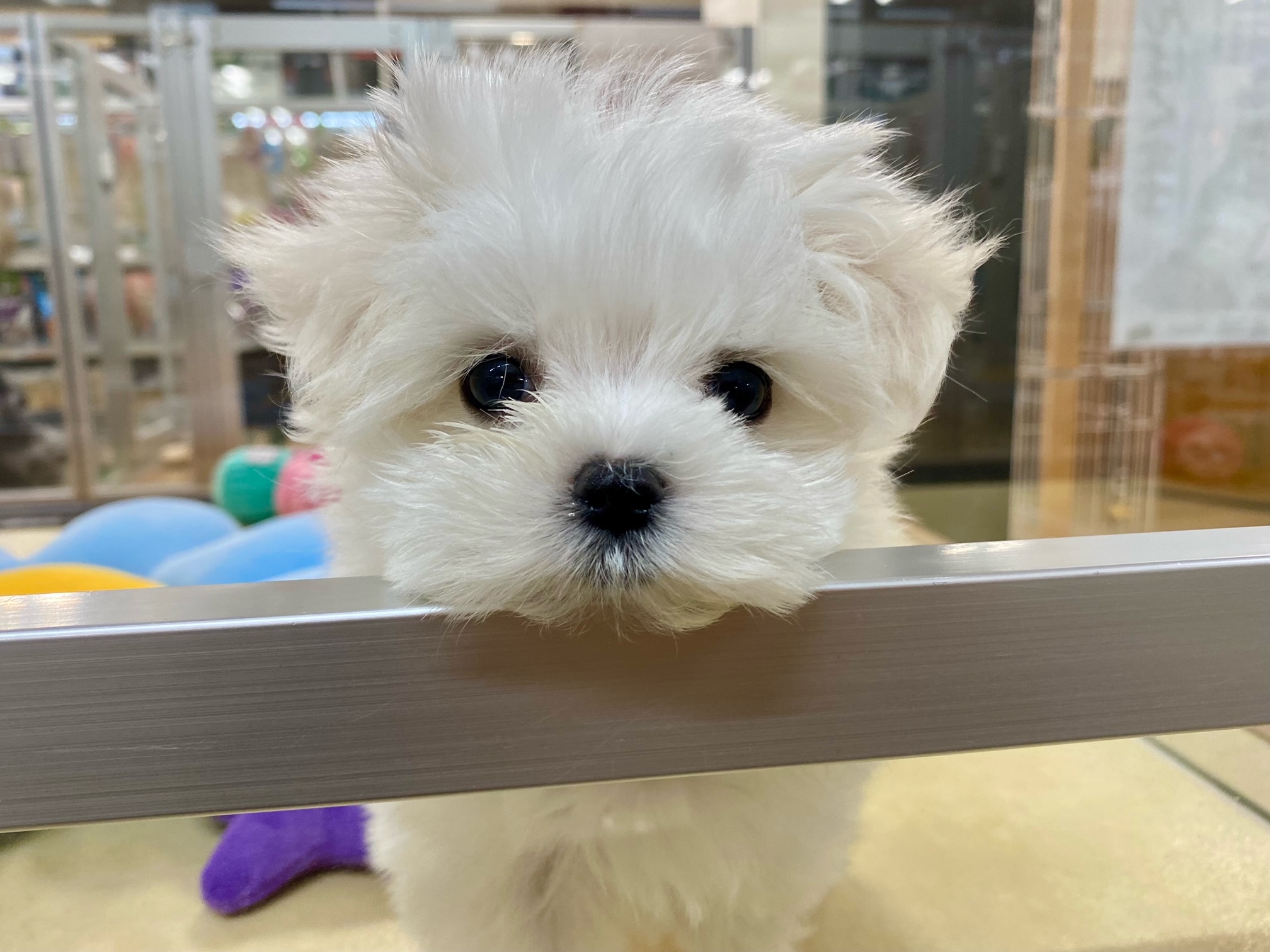 マル♂12/31詳細｜ペットショップNOAH'S ARK（ノアズアーク）