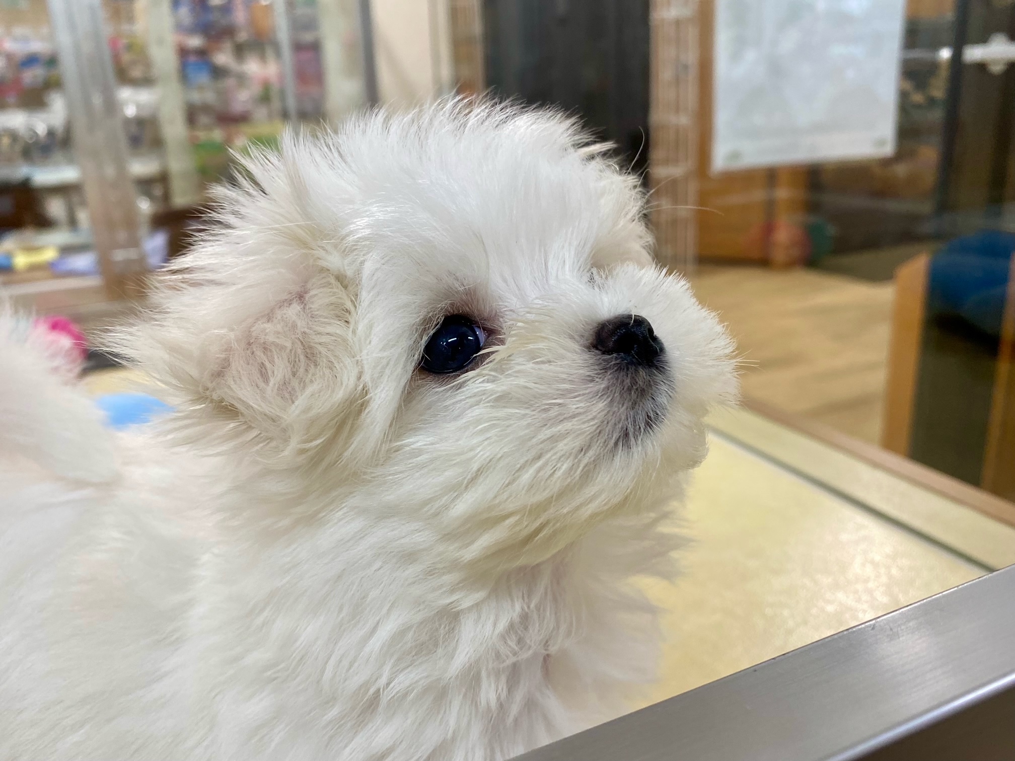 マル♂12/31詳細｜ペットショップNOAH'S ARK（ノアズアーク）