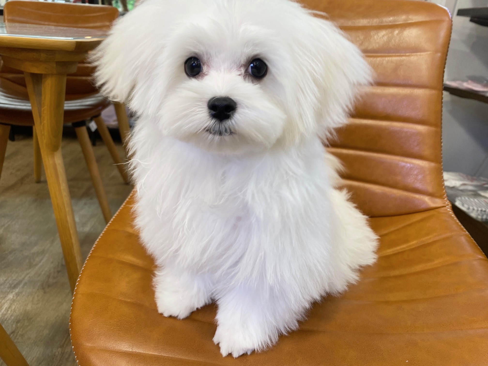 【小型犬】マルチーズ(2402065) | 京都 ペットショップ ノアズアーク