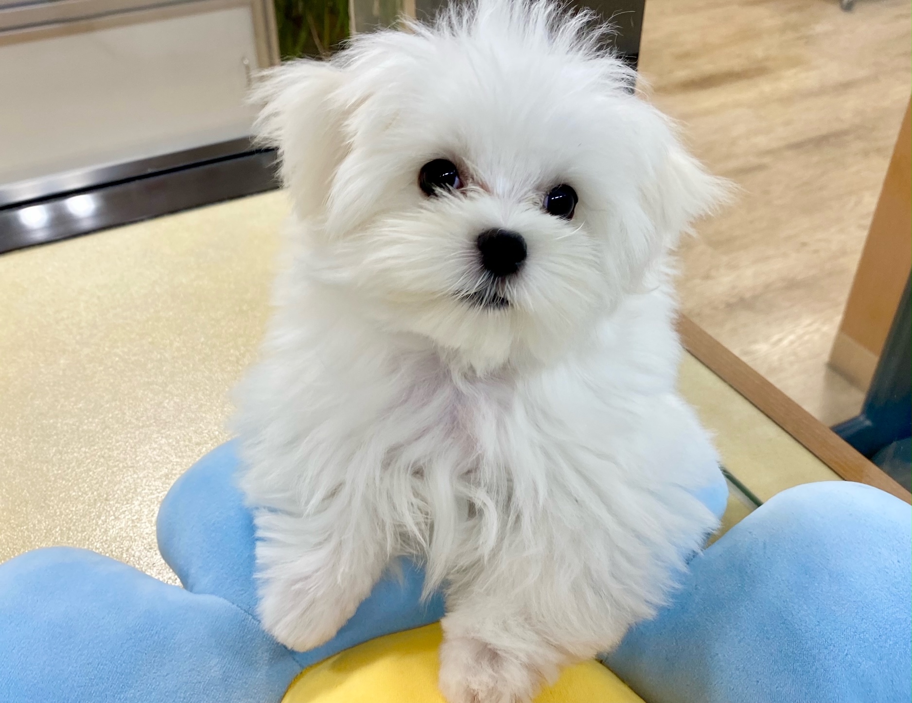 マル♂12/31詳細｜ペットショップNOAH'S ARK（ノアズアーク）