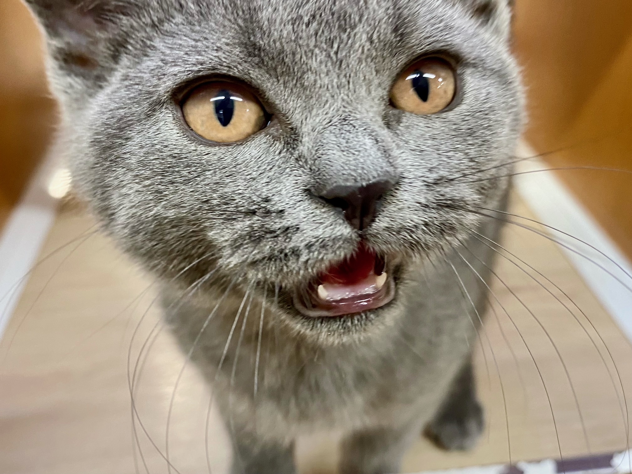 ブリティッシュショートヘアー詳細｜ペットショップNOAH'S ARK（ノアズアーク）