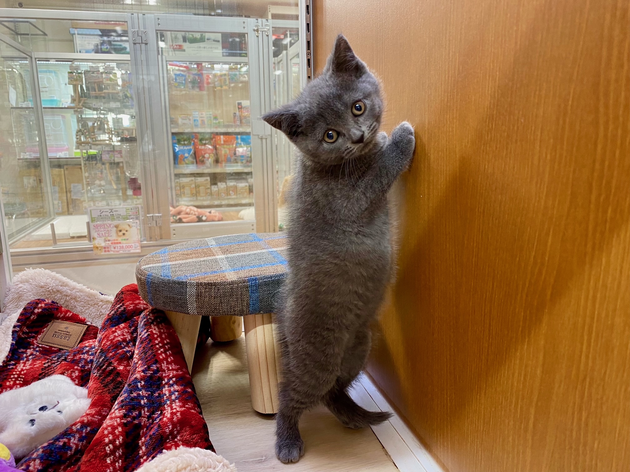 ブリティッシュショートヘアー詳細｜ペットショップNOAH'S ARK（ノアズアーク）