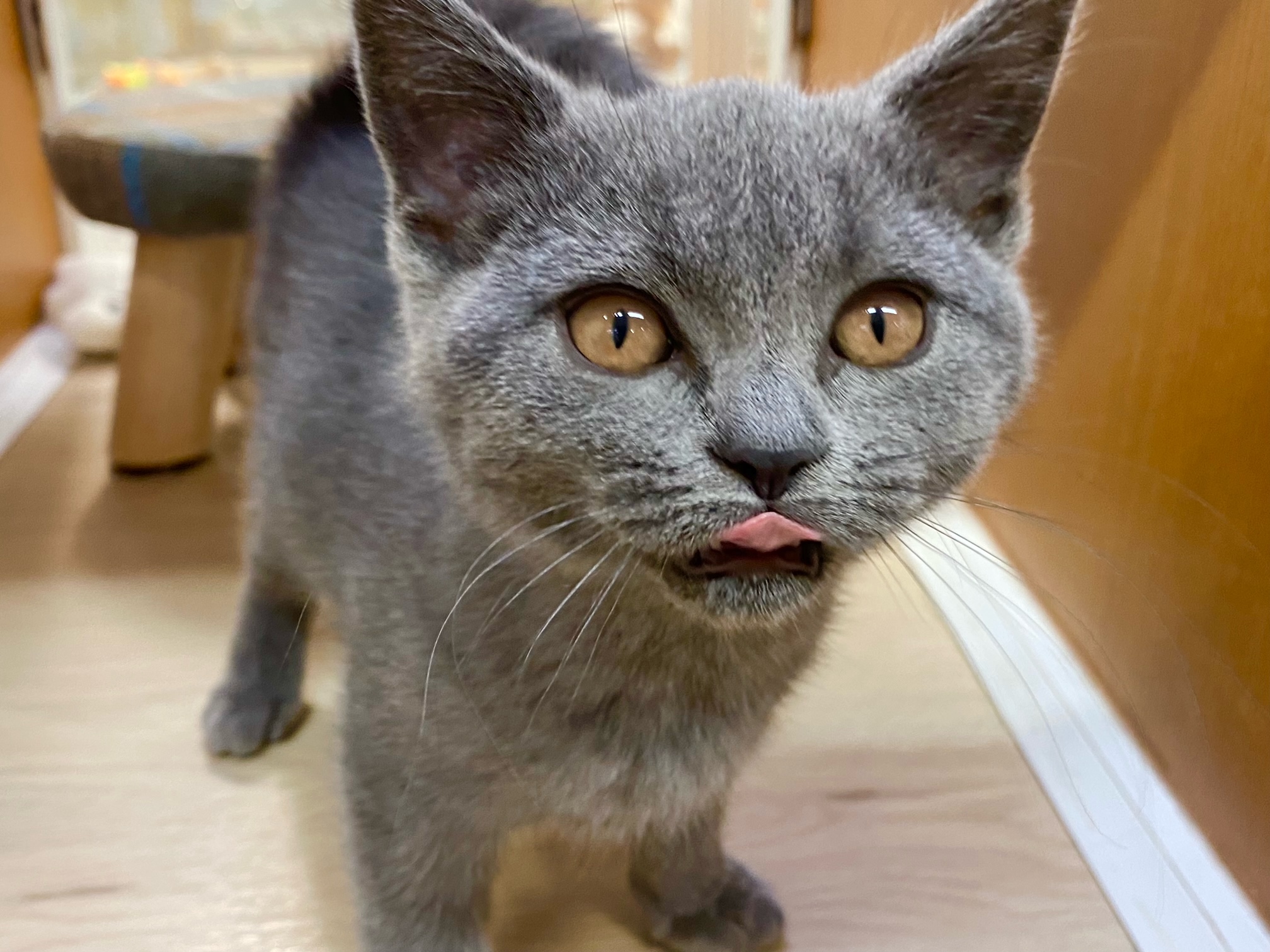 ブリティッシュショートヘアー詳細｜ペットショップNOAH'S ARK（ノアズアーク）