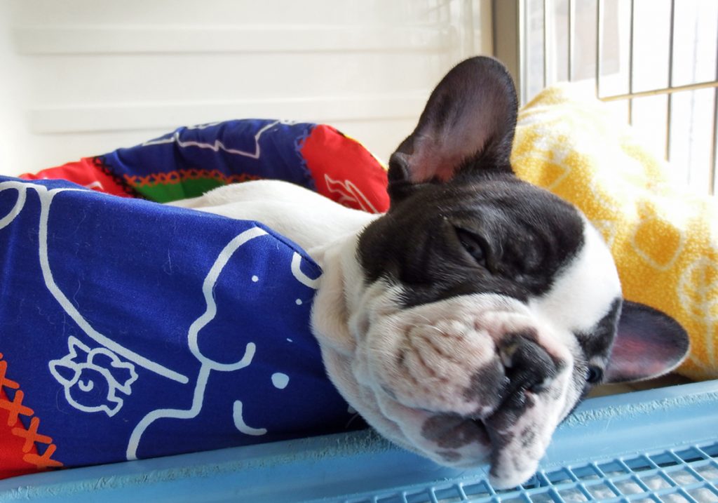 31 | 12月 | 2020 | 京都、大阪、滋賀のペットショップ・子犬、子猫、観賞魚、小動物はノアズアークまで